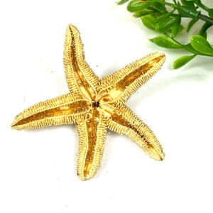 Vintage North Florida Dried Starfish L - Coastal Decor - Shell for ...