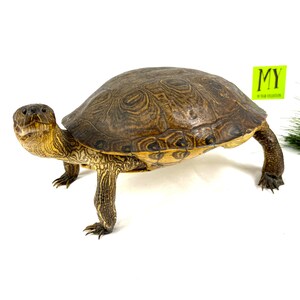 Vintage Taxidermy Turtle - Antique Female Yellow Bellied Turtle - Lodge ...