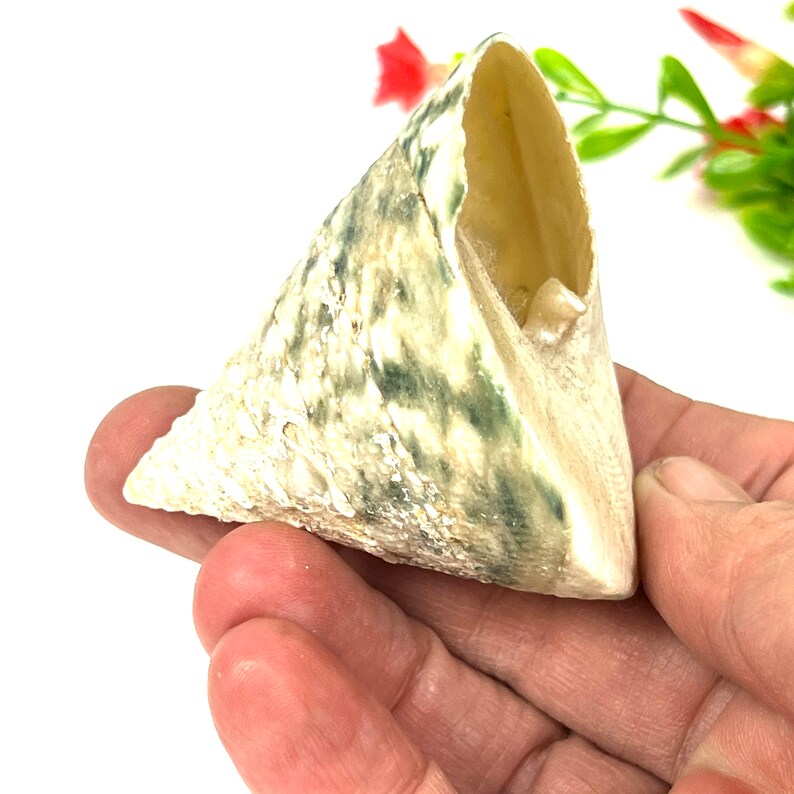 Vintage Green Trochus Sea Shell Coastal Decor Shell for - Etsy