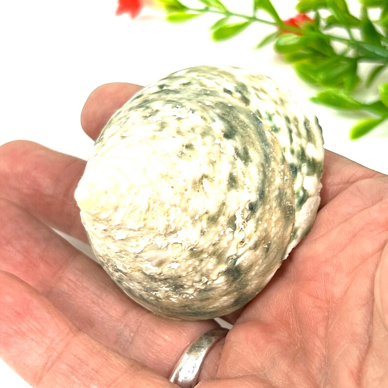 Vintage Green Trochus Sea Shell Coastal Decor Shell for - Etsy