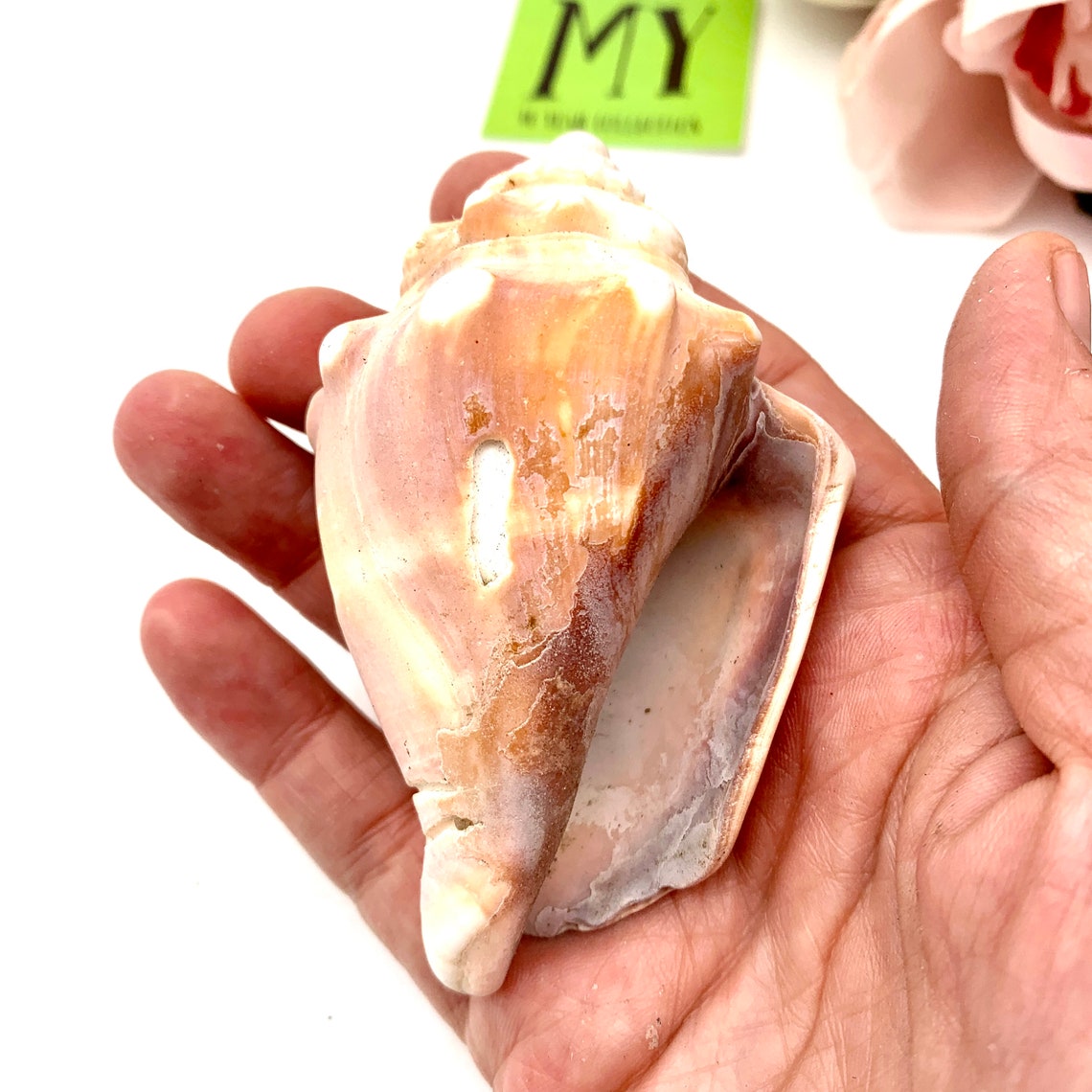 Vintage Aged Crown Conch Shell Coastal Decor Shell for Craft | Etsy