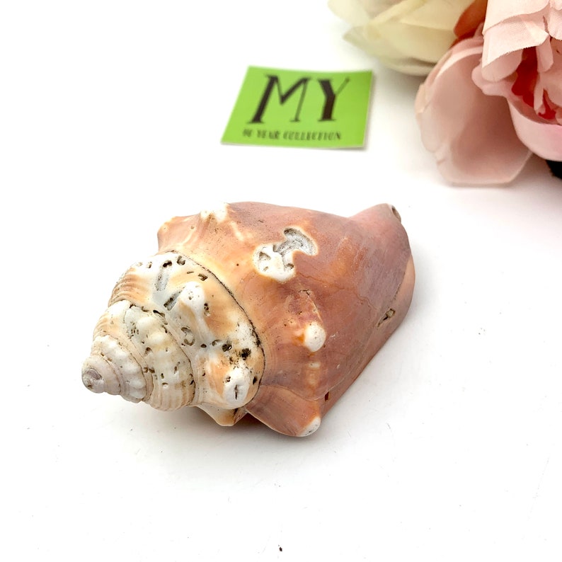 Vintage Aged Crown Conch Shell Coastal Decor Shell for Craft | Etsy