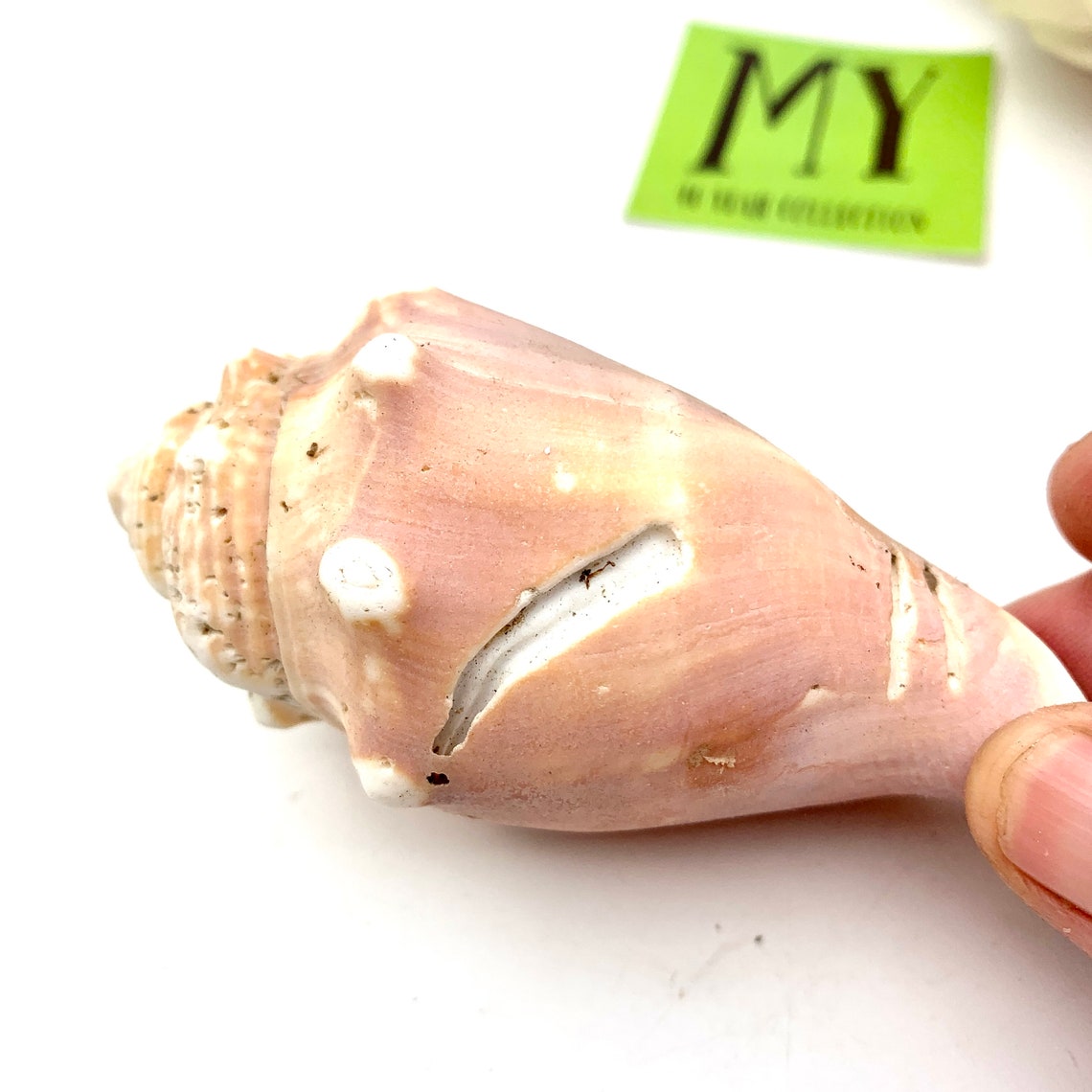 Vintage Aged Crown Conch Shell Coastal Decor Shell for Craft | Etsy