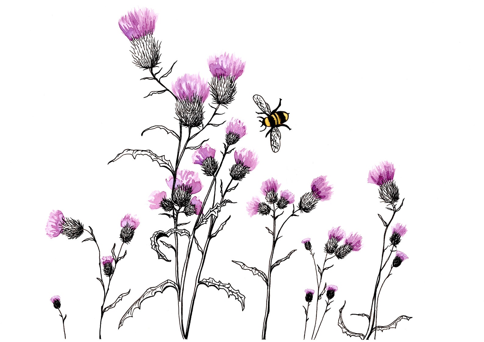 Scottish Thistle Gift Art Print, Thistle Watercolor, PRINTABLE, Vibrant Botanical Art Print ...