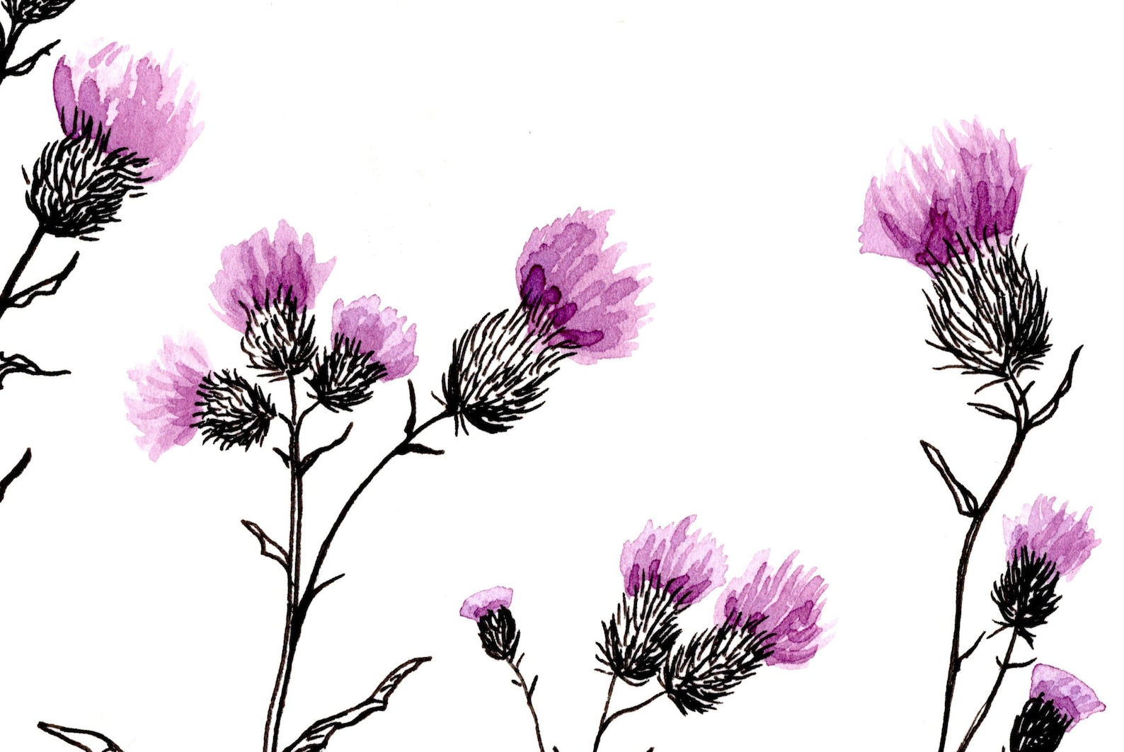 Scottish Thistle Gift Art Print, Thistle Watercolor, PRINTABLE, Vibrant ...