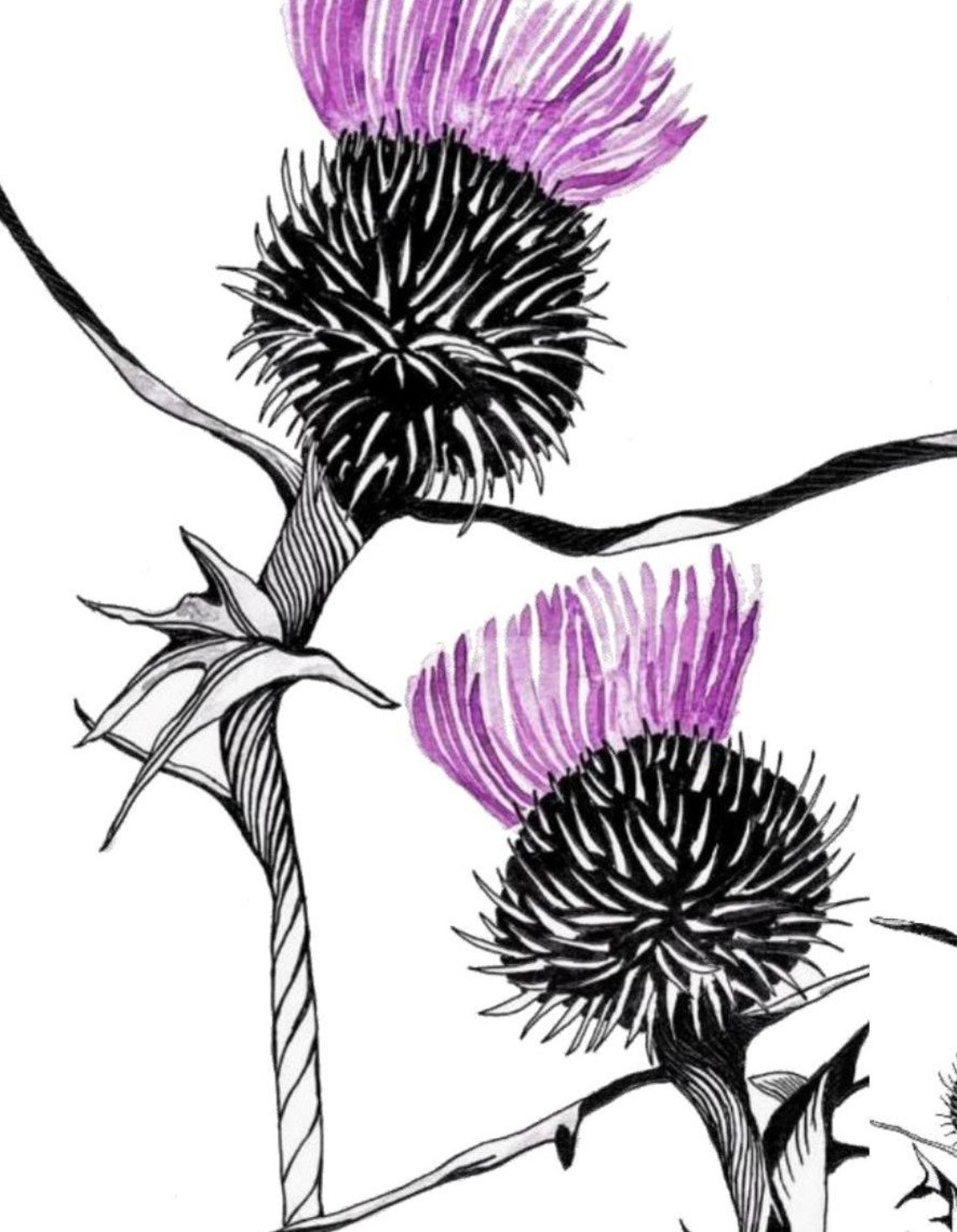 Scottish Thistle Thistle Watercolour PRINTABLE Scots - Etsy