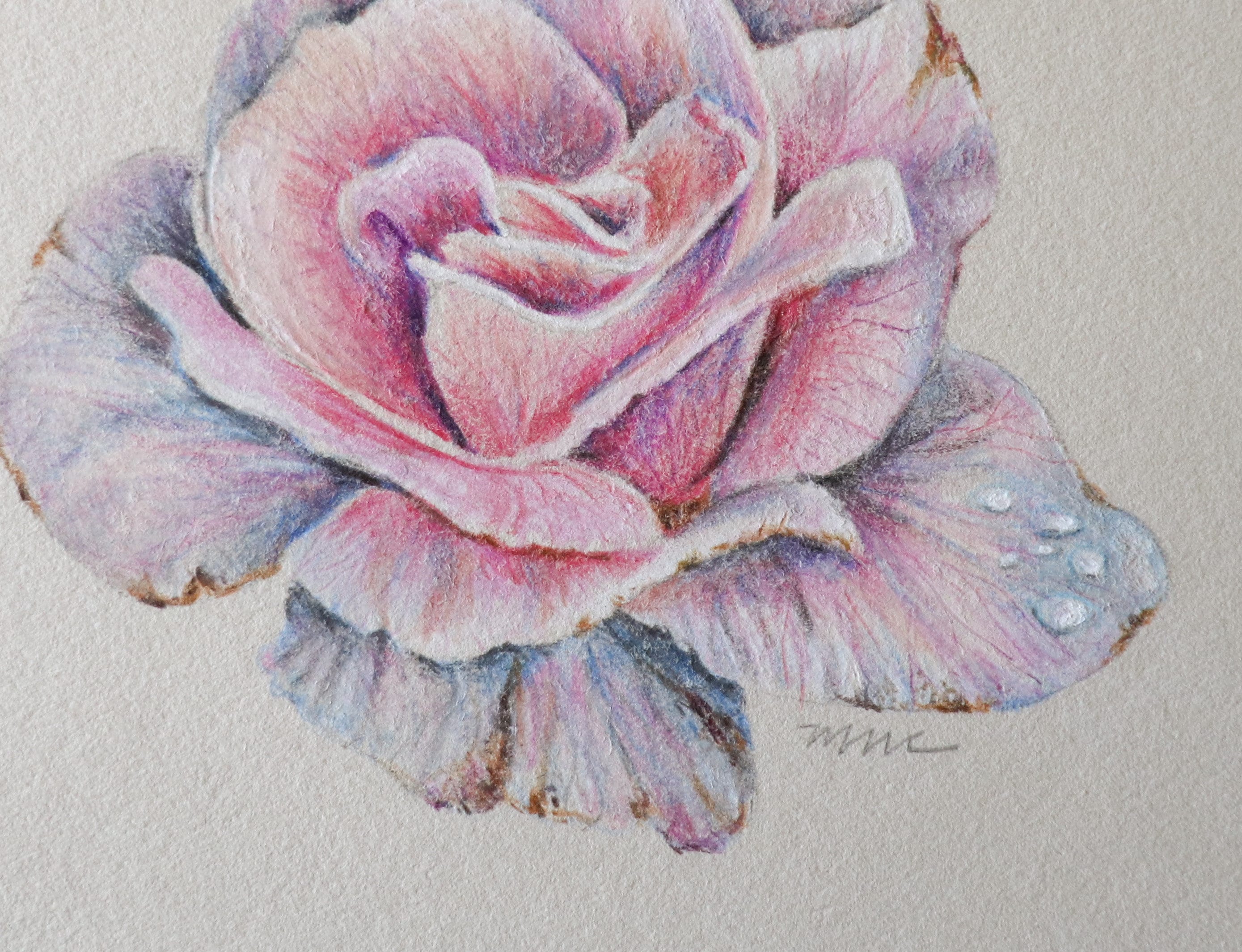 ORIGINAL Pale Rose Colored Pencil Art - Etsy