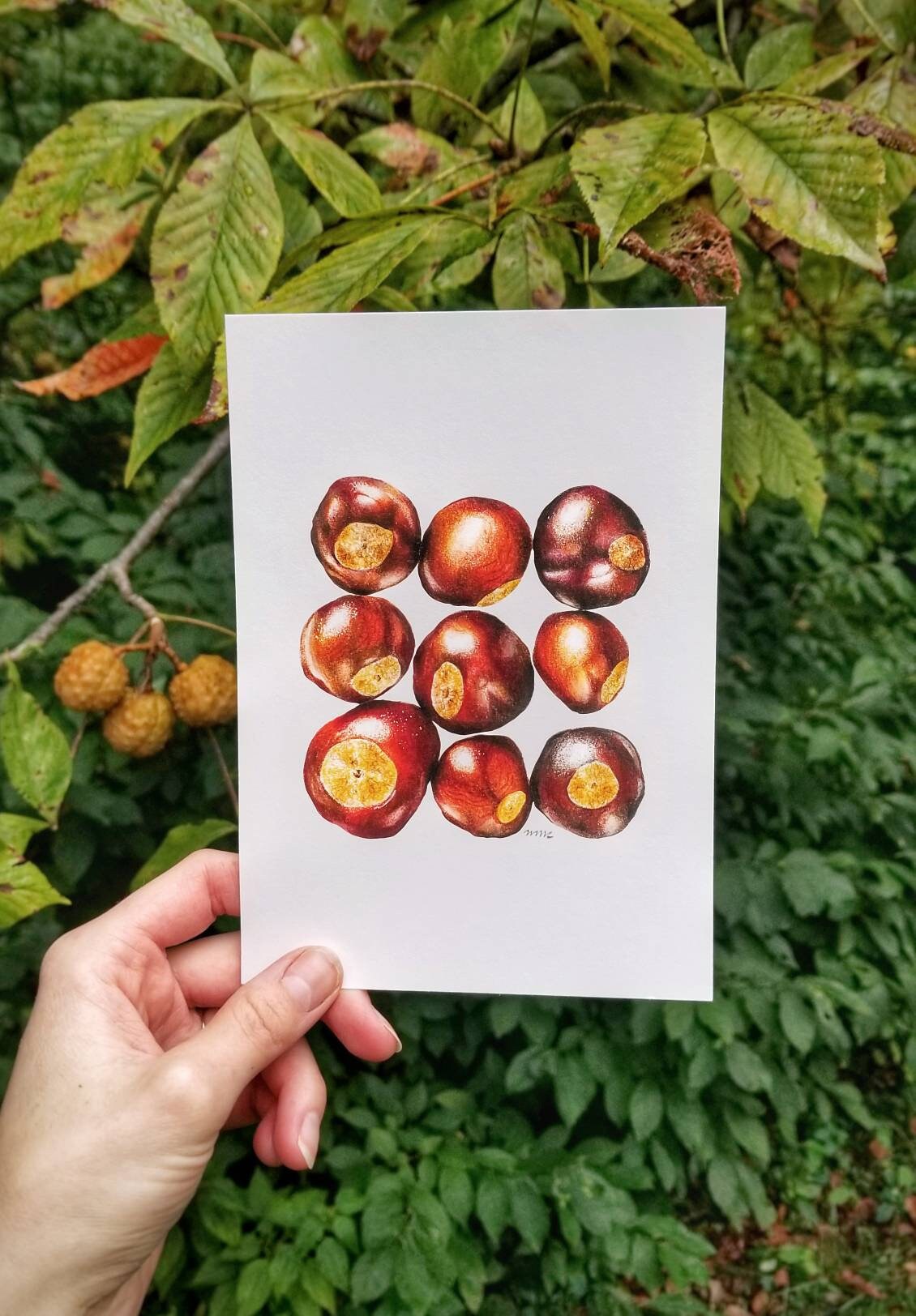 5"x7" Art Print of Buckeyes Drawing - Etsy
