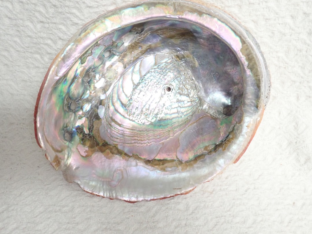 Abalone Red Shell Sea Shell LARGE Size 8 X 6 1/2x 3 Magnificent ...
