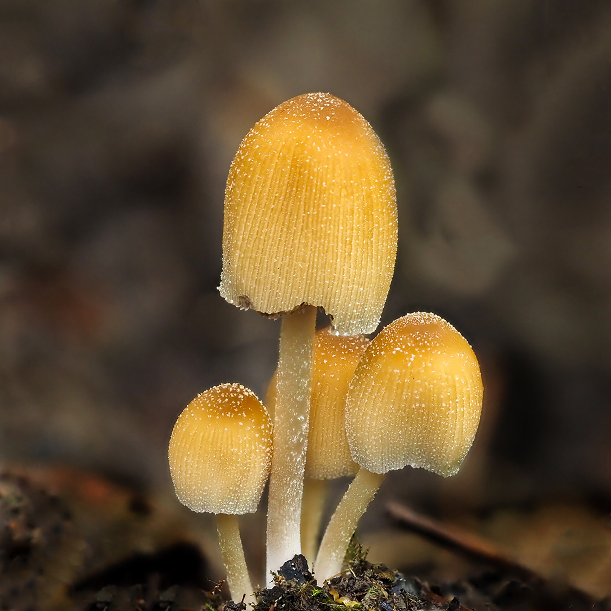 Golden Cap Mushrooms