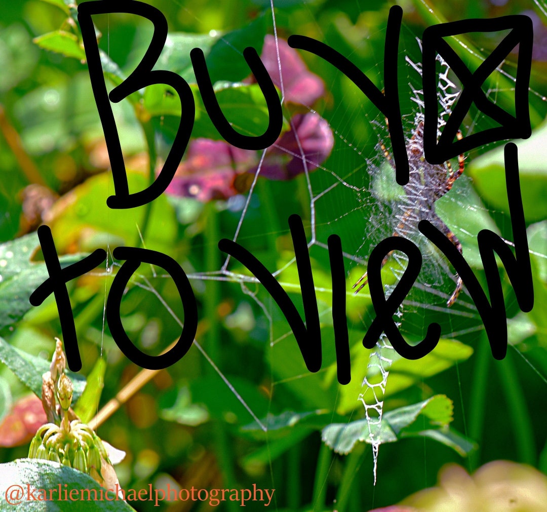 How INCREDIBLE This Magnificent Creature Created a Zipper-like Spider ...