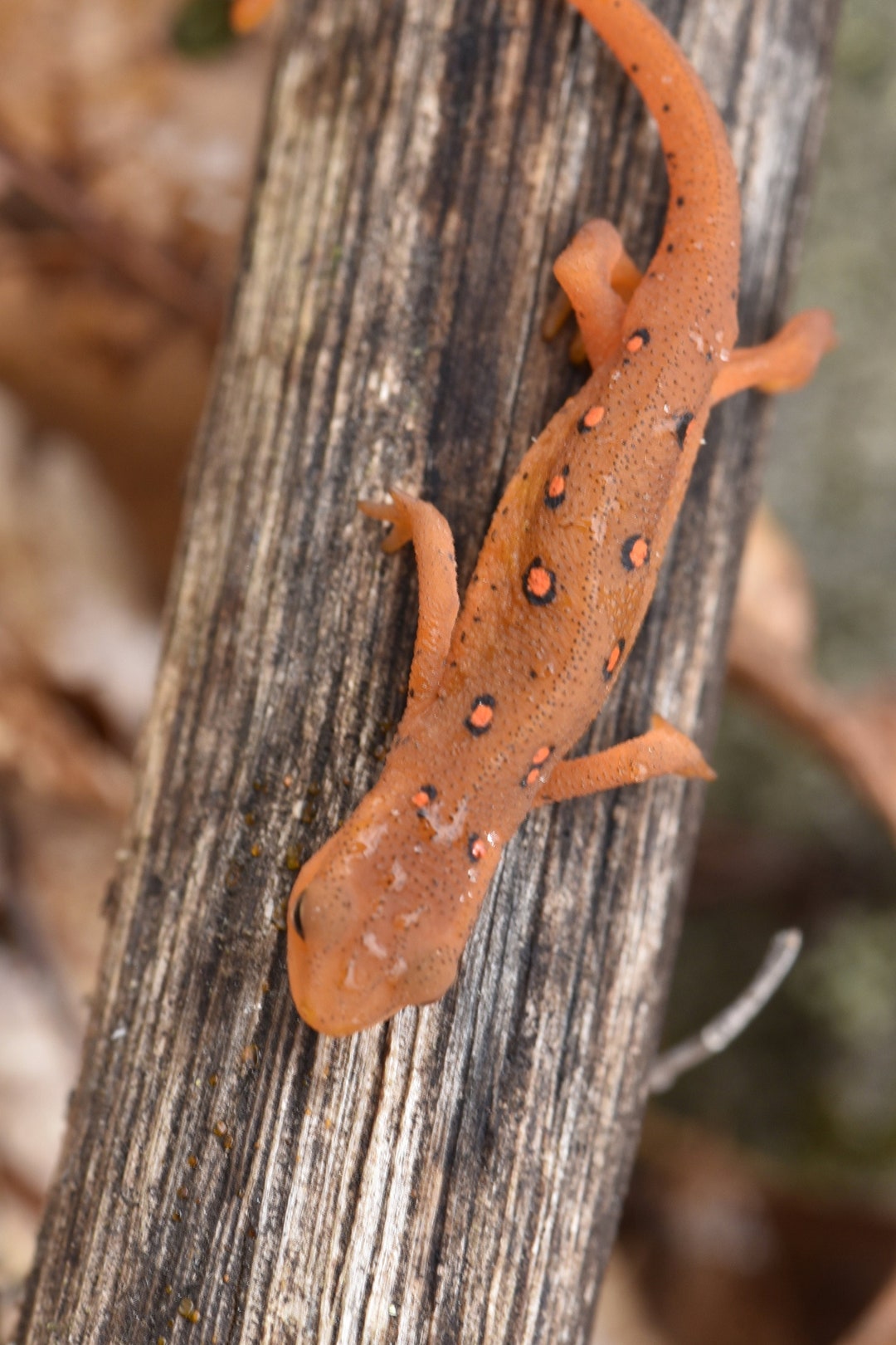 Newt so Cute 5 - Etsy