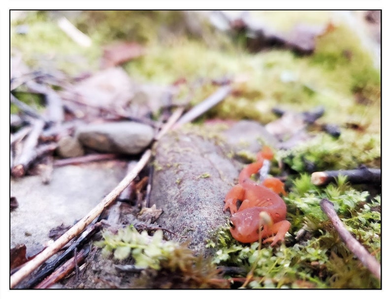 Salamander Newt Cute - Etsy