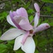 Spring Flower Pack - Etsy