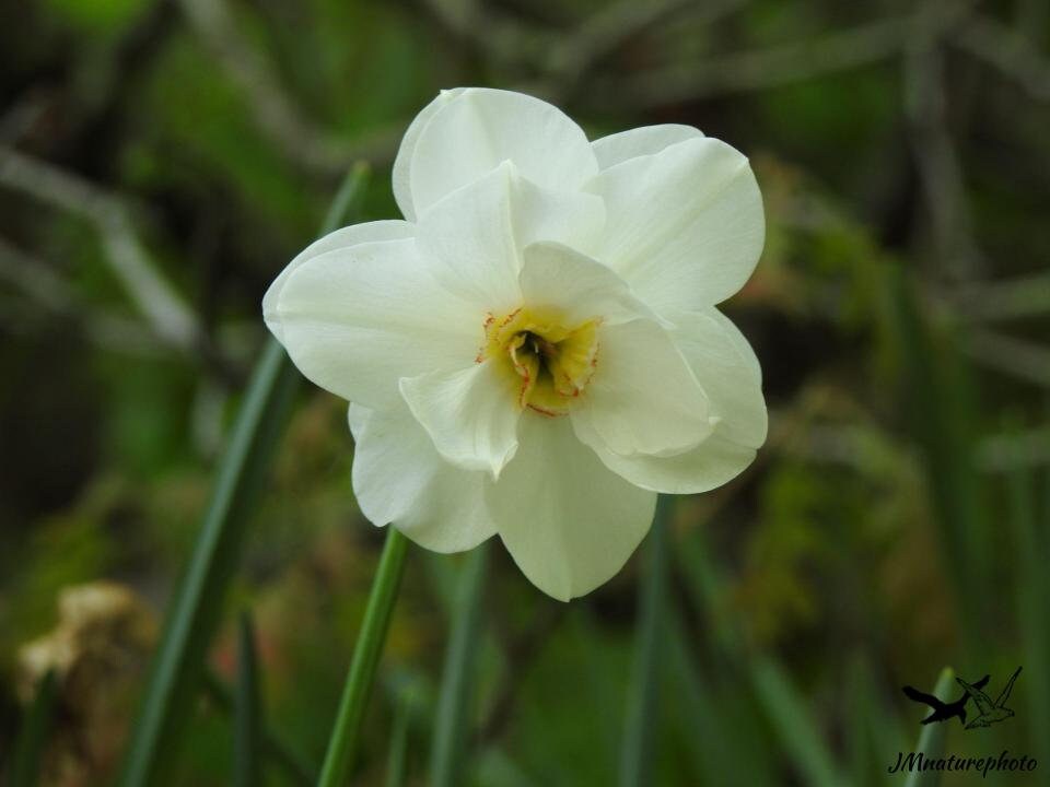 Spring Flower Pack - Etsy