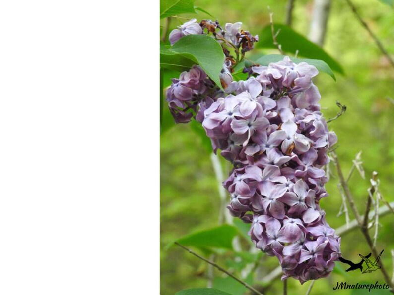 Spring Flower Pack - Etsy