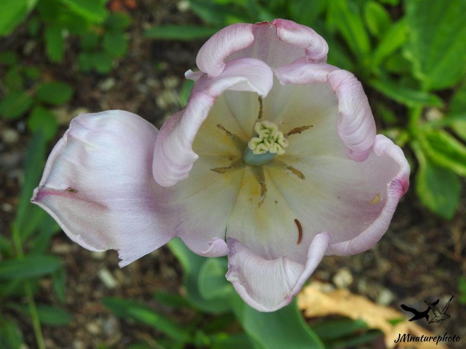 Spring Flower Pack - Etsy