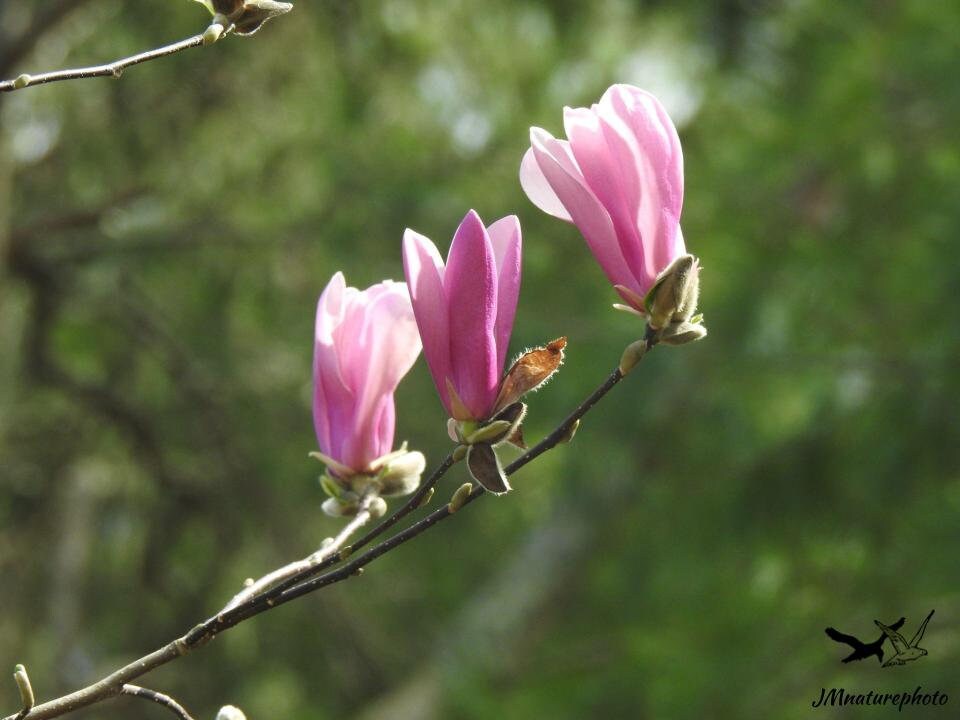 Spring Flower Pack - Etsy