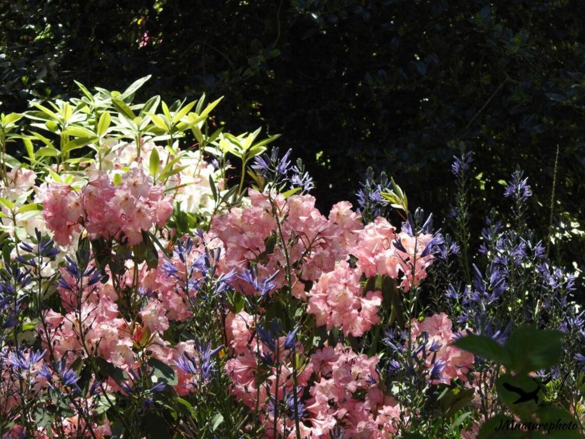 Spring Flower Pack - Etsy