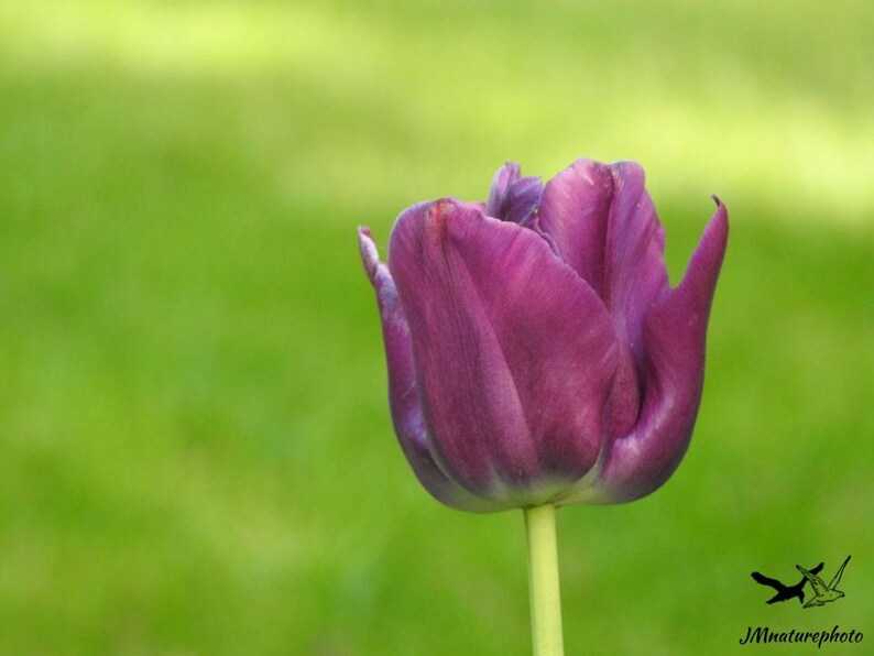 Spring Flower Pack - Etsy