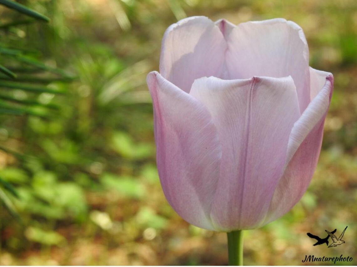 Spring Flower Pack - Etsy