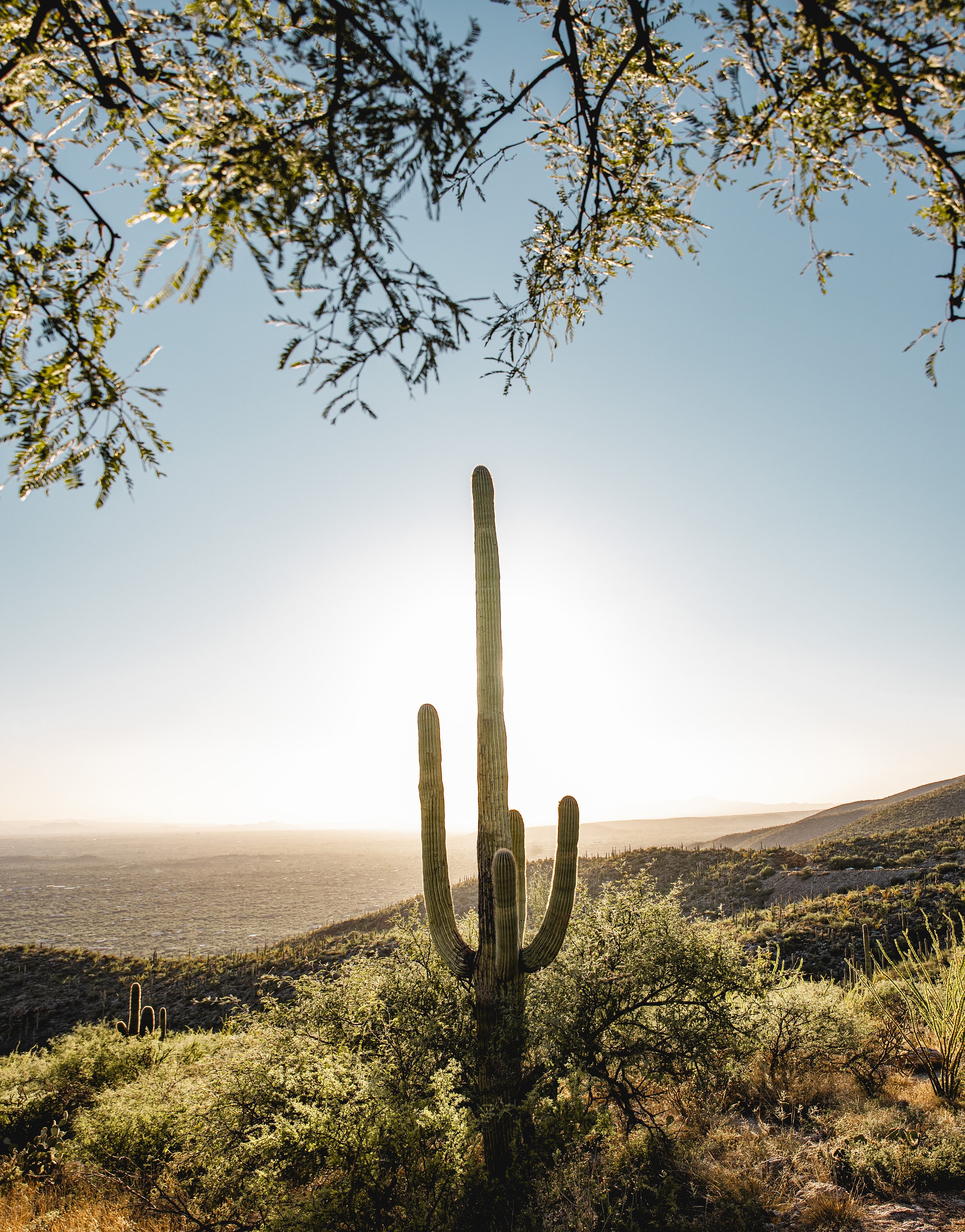 Saguaro Cactus Print, Cactus Poster, Arizona Poster, Desert Cactus ...