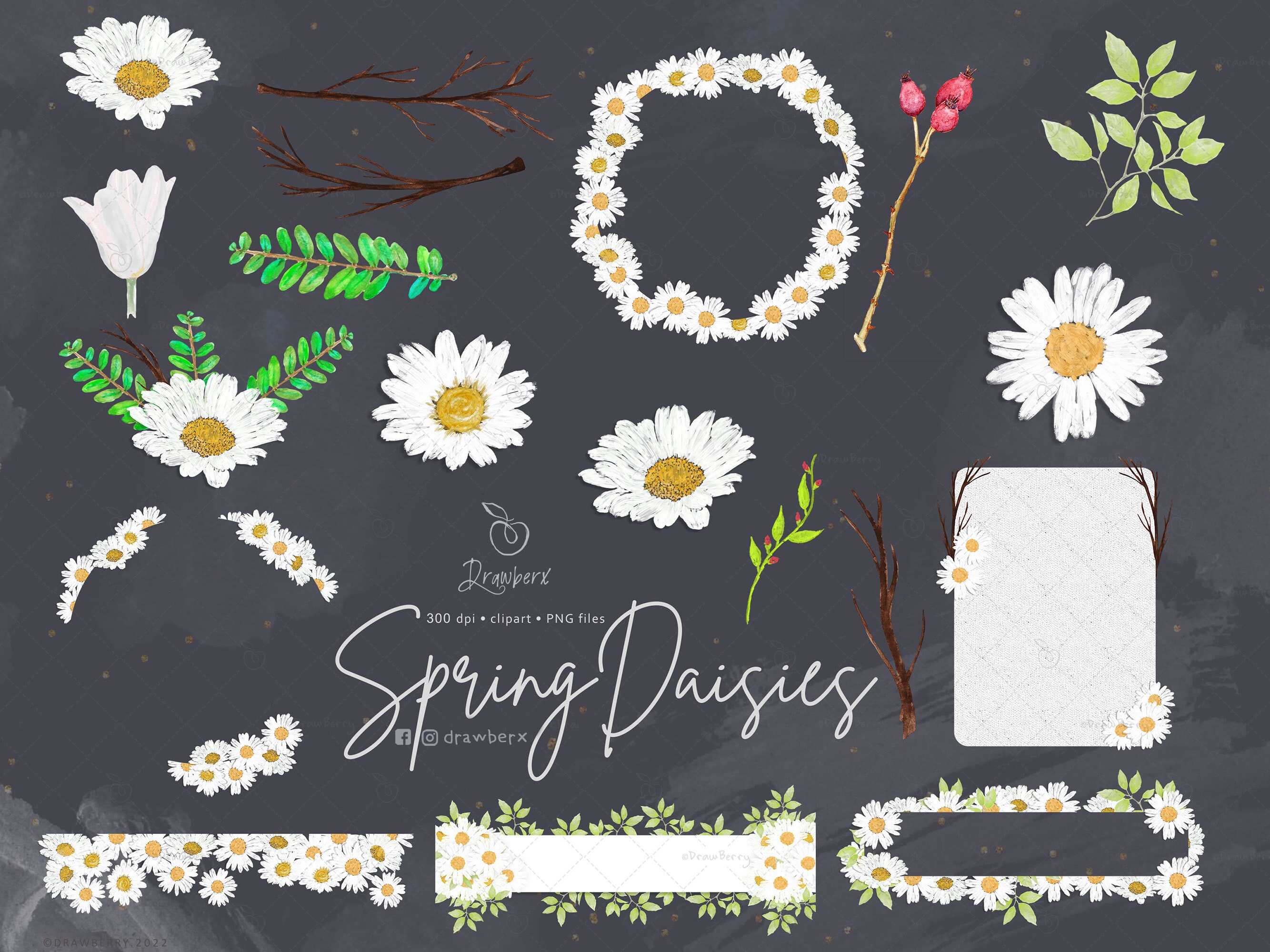 Watercolor Daisy Clipart, White Flowers, Daisies PNG, Spring Flowers ...