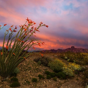 Stunning Ocotillo Bloom Art Print Southwest Desert Landscape - Etsy