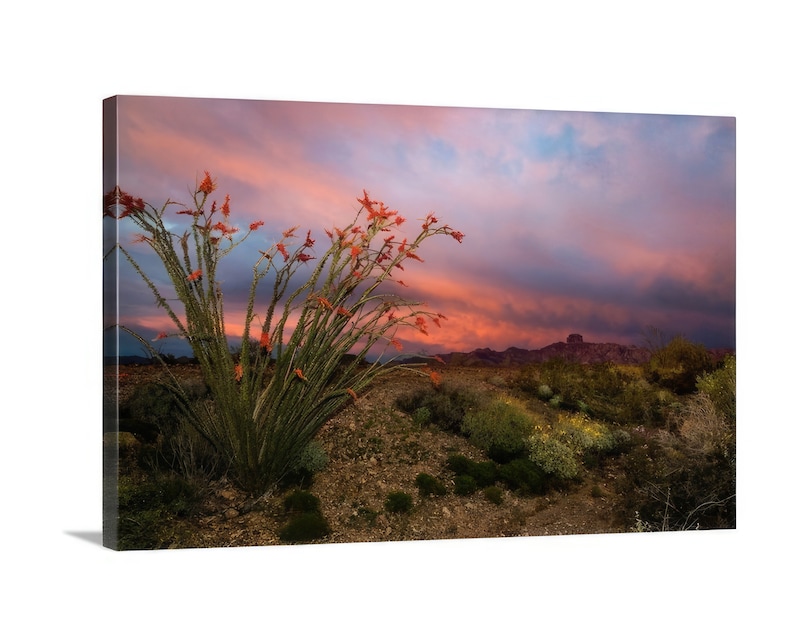 Stunning Ocotillo Bloom Art Print - Southwest Desert Landscape With ...