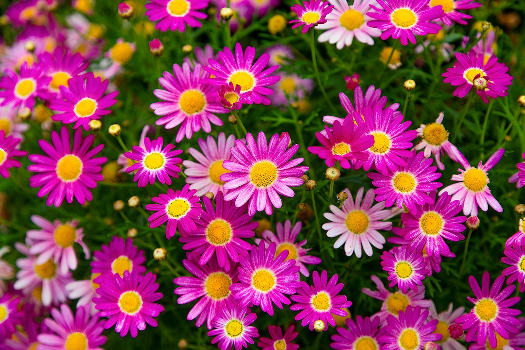 Marguerite Daisy Flower Wall Art - Symbol of Love & Devotion by ...