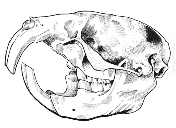 Mole Skull