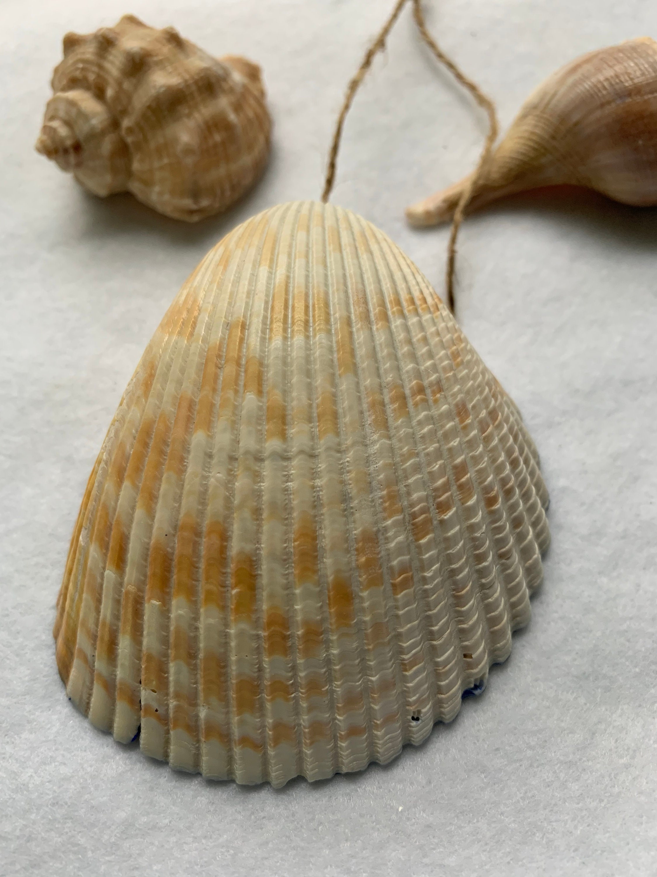 Hand Painted Whale on Seashell - Etsy UK