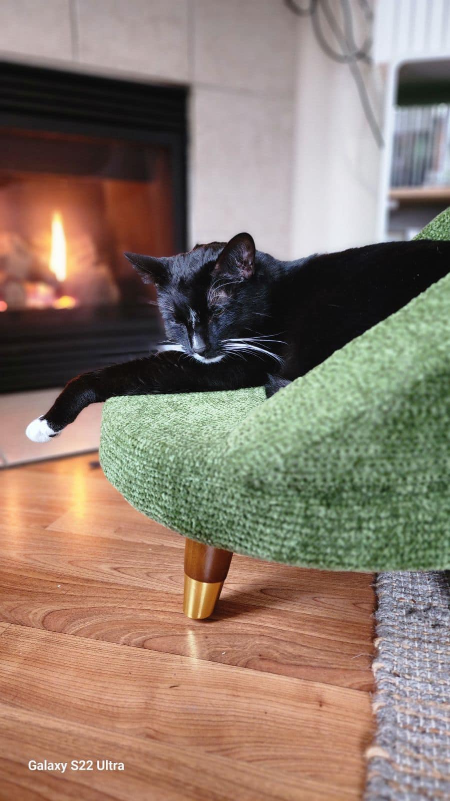 Cat Couch- Mid Century Modern (small) - Etsy