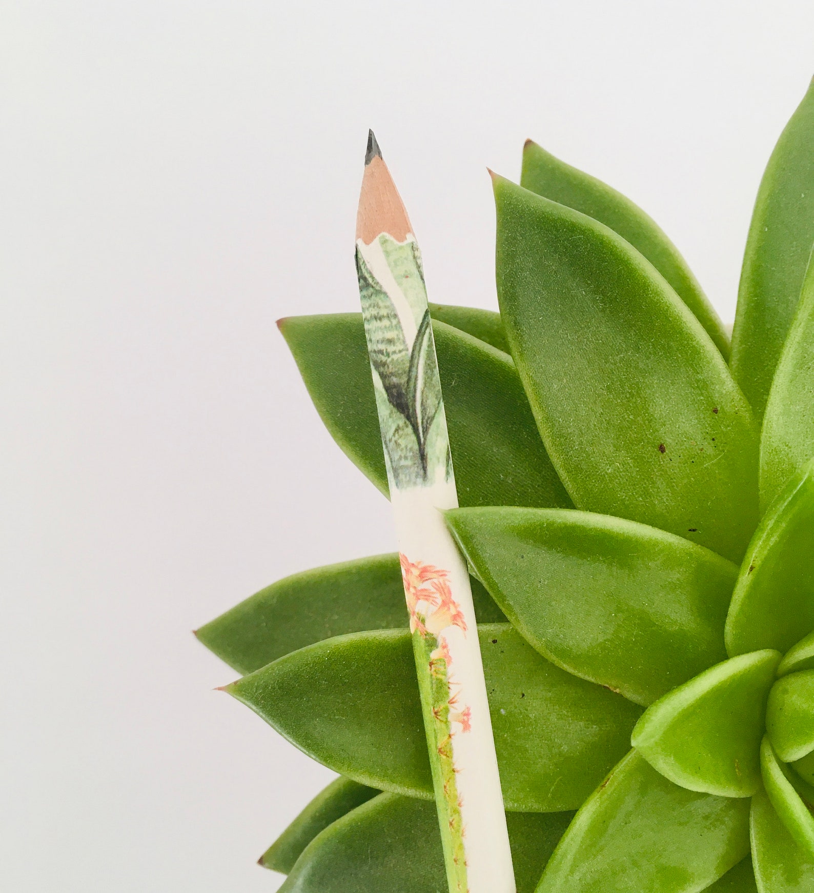 Pencil • Cactus • Individually Covered With Colored Paper • Handmade ...
