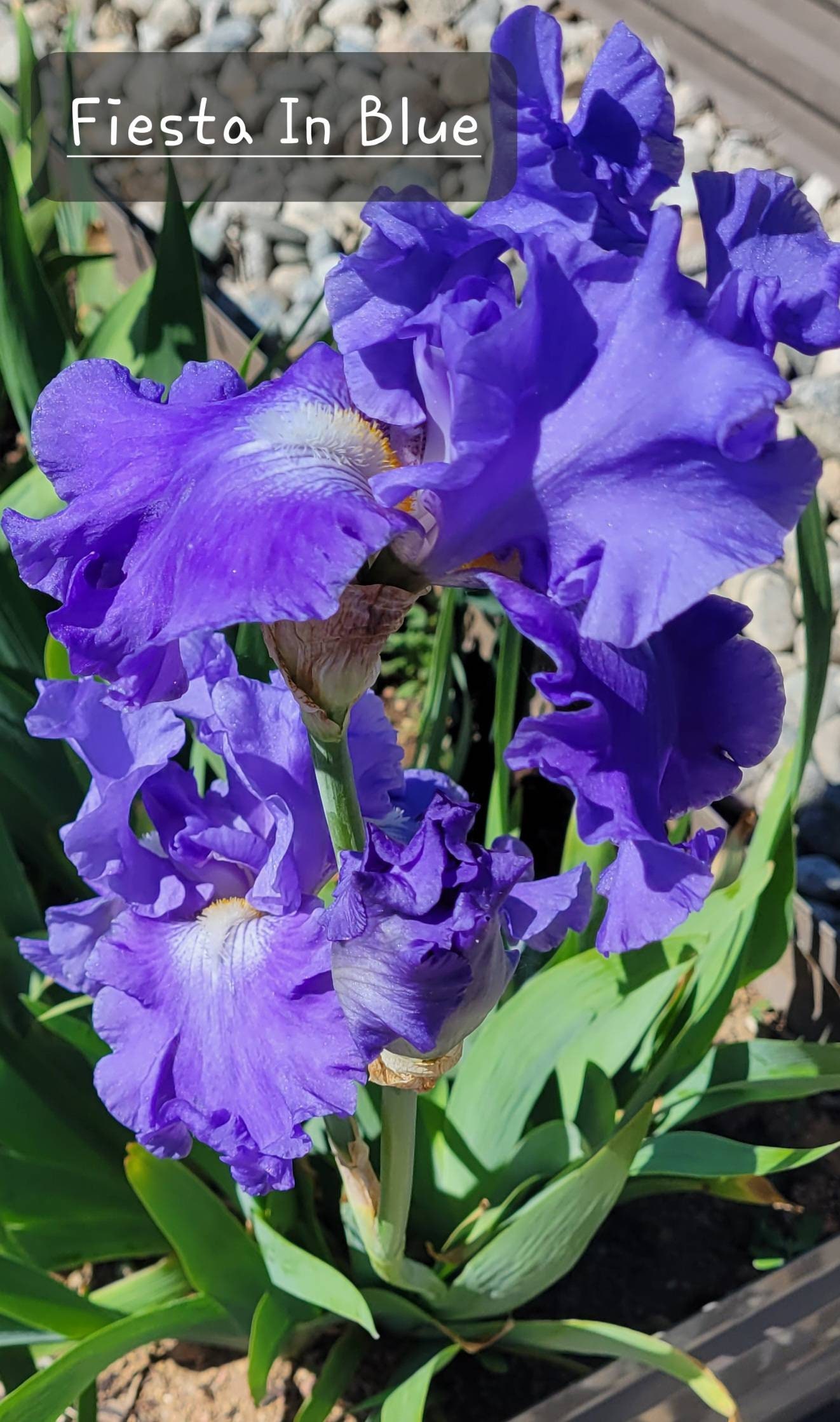 BOGO Special! Ships Now! Fiesta in Blue Tall Bearded Iris + 1 FREE! - Etsy