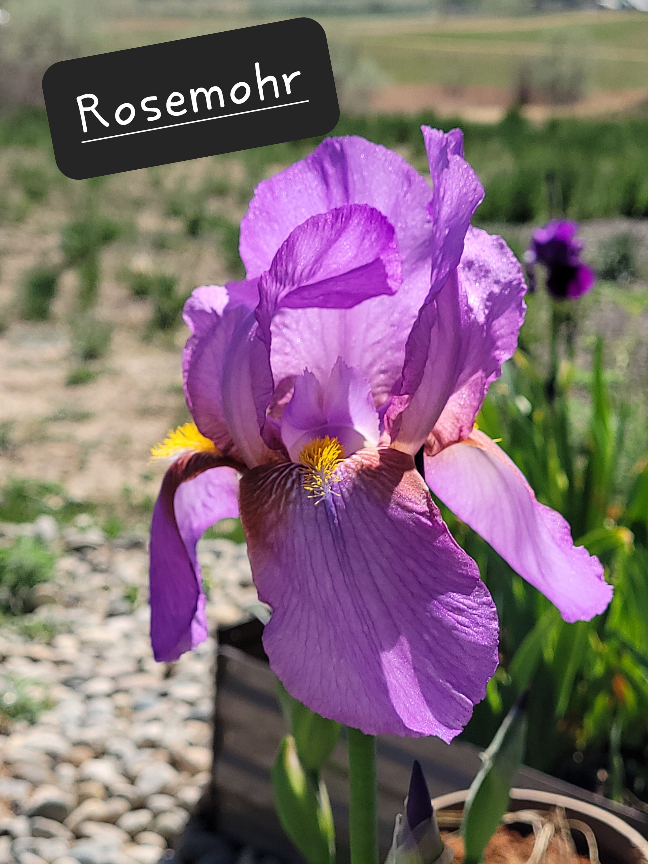 BOGO Special Ships Now BOLD STATEMENT Intermediate Bearded Iris 1 ...