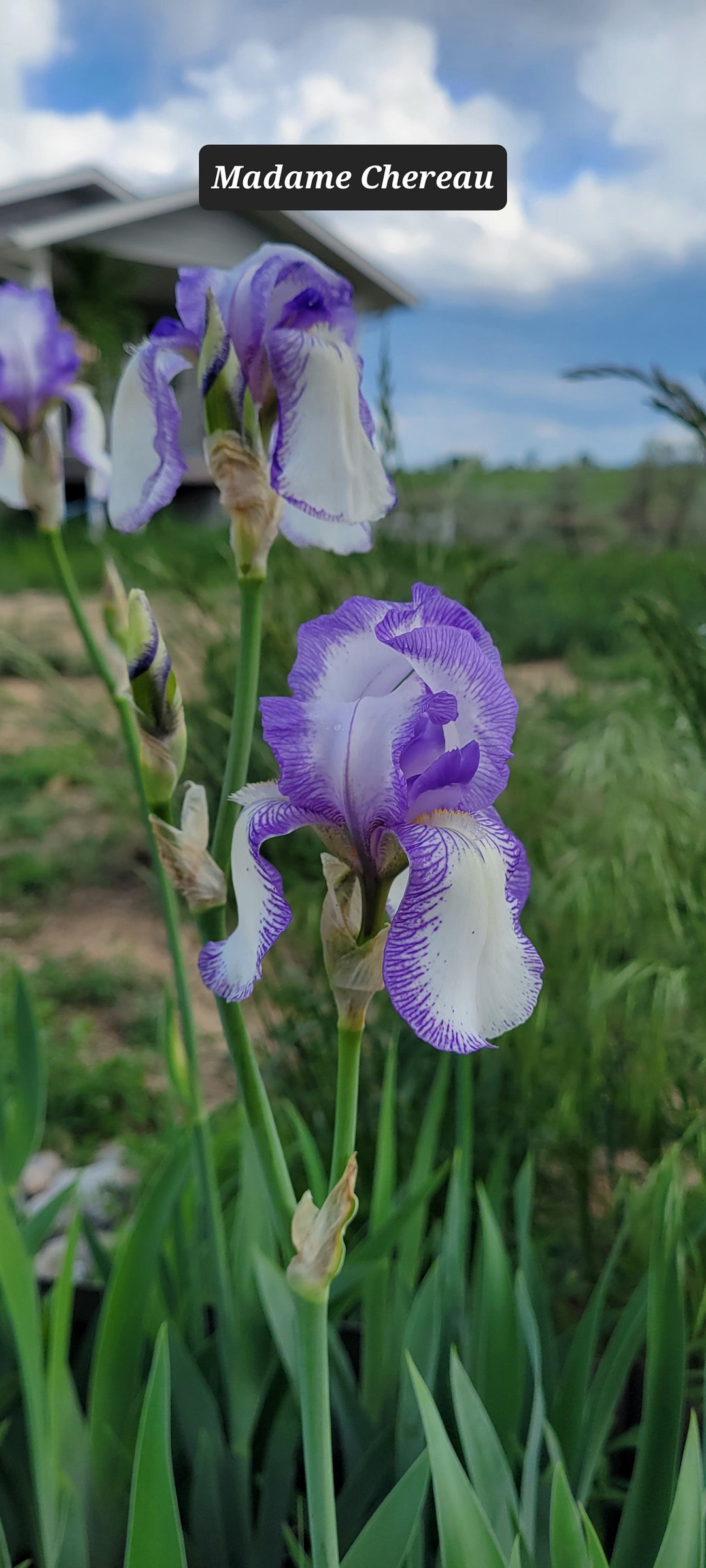 MADAME CHEREAU (1844) – RARE Historic Tall Bearded Iris Rhizomes ...
