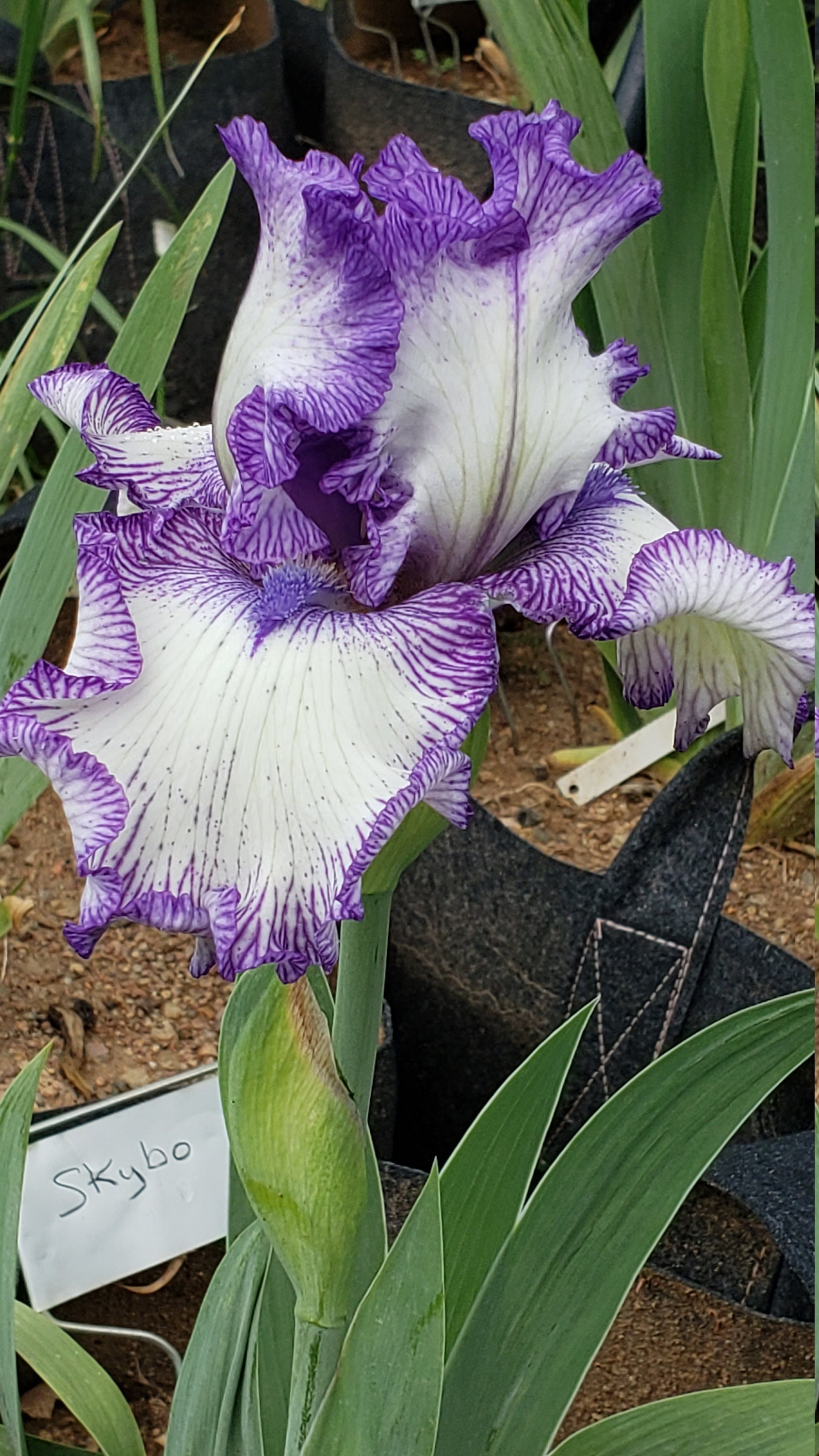 BOGO Special Ships Now SKYBO Border Bearded Iris 1 Rosemohr Tall ...