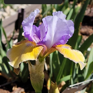 BOGO Special Ships Now! -- BOLD STATEMENT Intermediate Bearded Iris + 1 ...