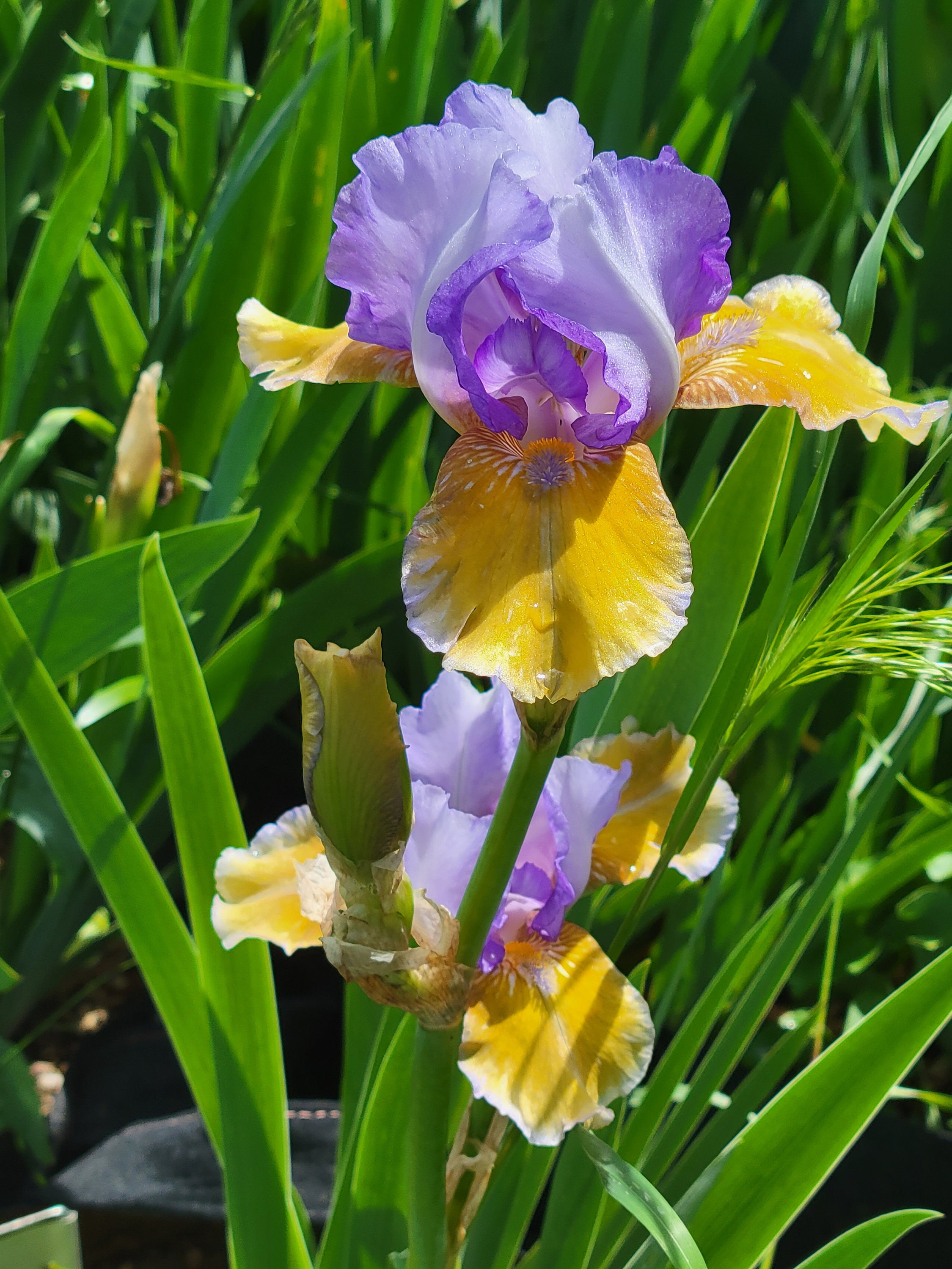 BOGO Special Ships Now! -- BOLD STATEMENT Intermediate Bearded Iris + 1 ...