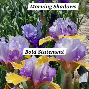 BOGO Special Ships Now! -- BOLD STATEMENT Intermediate Bearded Iris + 1 ...