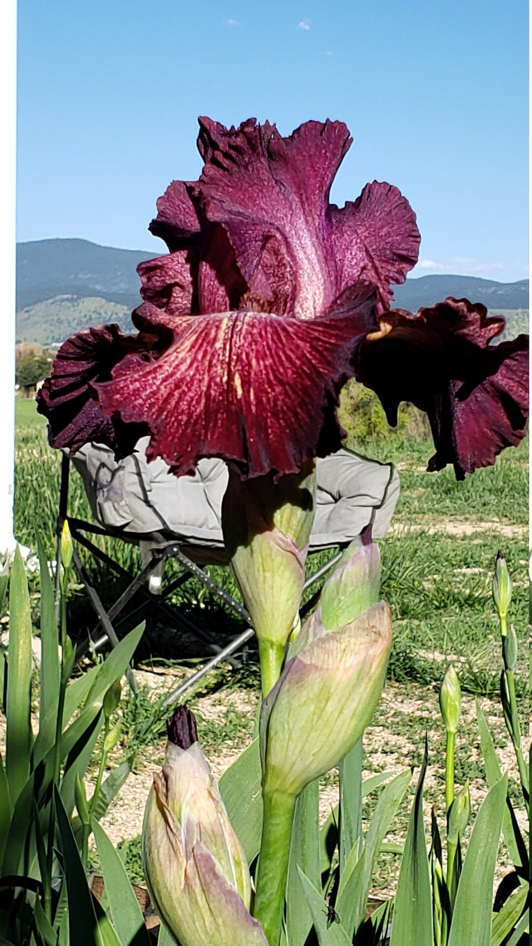 RETURN TO SENDER (ships Now!) Tall Bearded Iris - Etsy