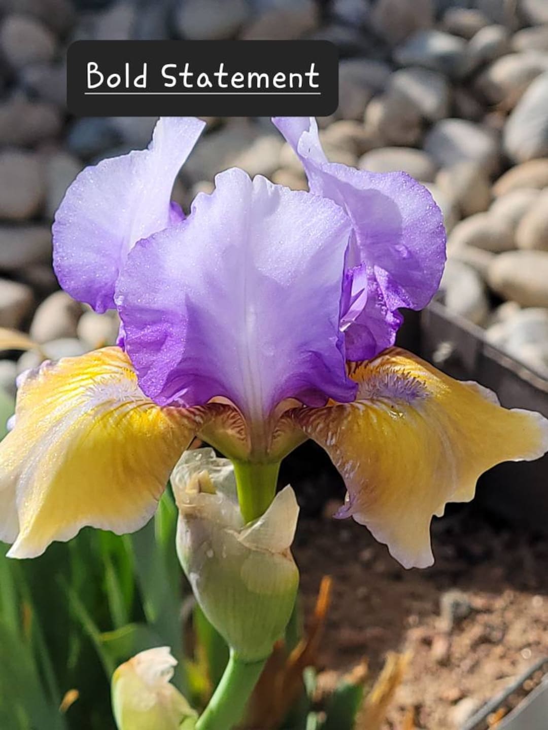 BOGO Special Ships Now! -- BOLD STATEMENT Intermediate Bearded Iris + 1 ...