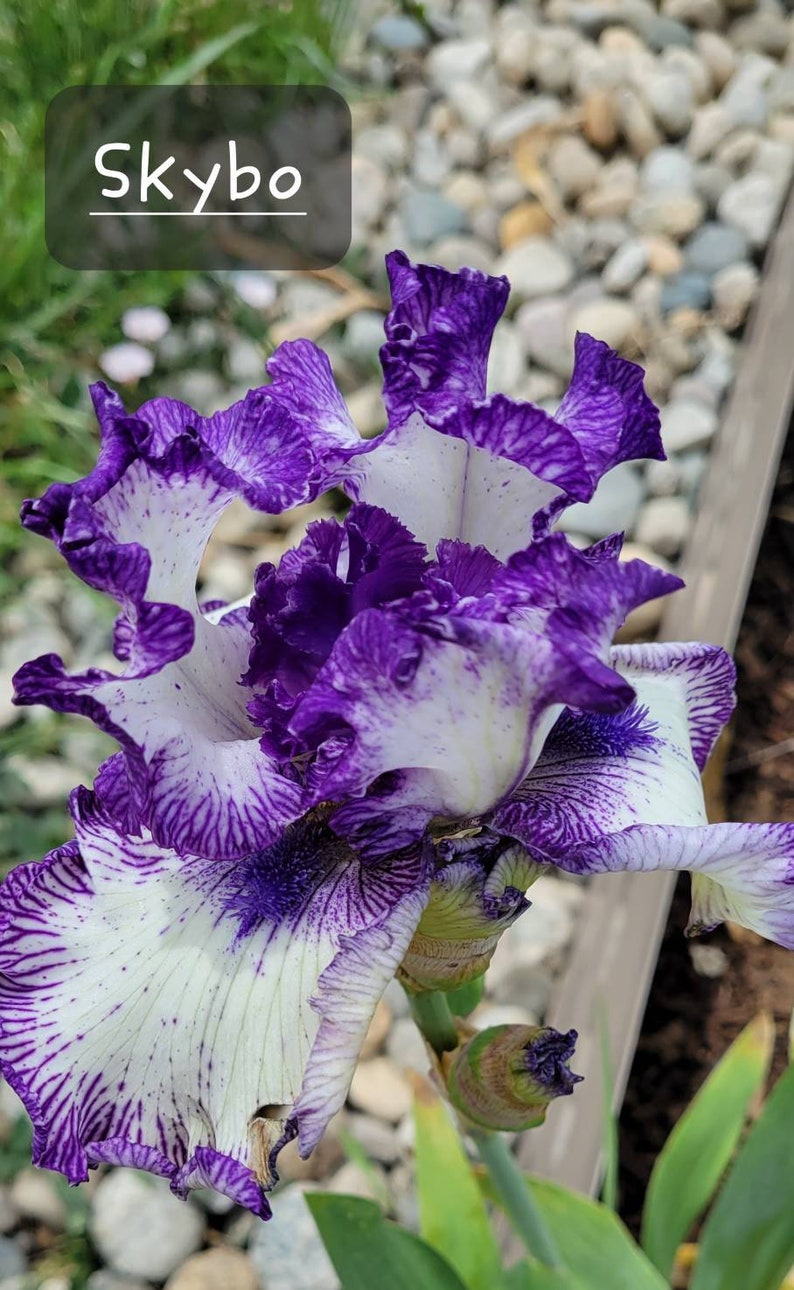 BOGO Special Ships Now SKYBO Border Bearded Iris 1 Rosemohr Tall ...