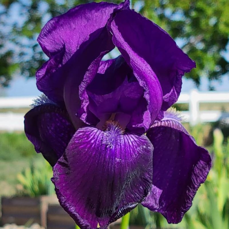 Black Iris - Etsy