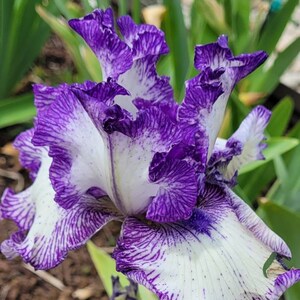 BOGO Special Ships Now SKYBO Border Bearded Iris 1 Rosemohr Tall ...