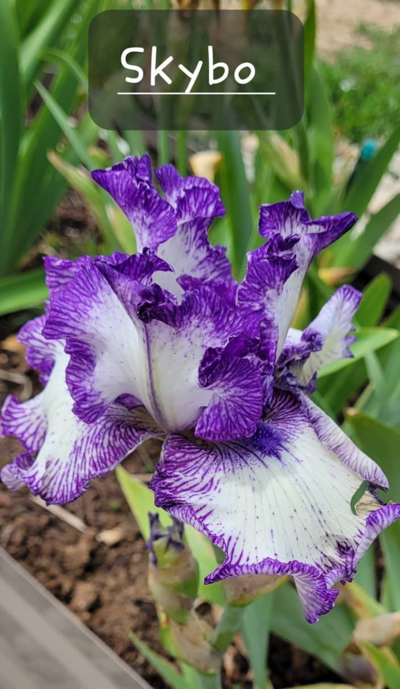 BOGO Special Ships Now SKYBO Border Bearded Iris 1 Rosemohr Tall ...