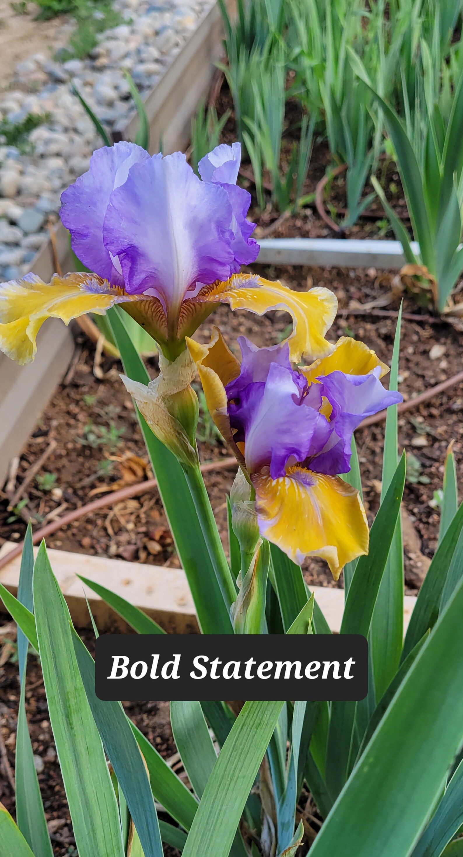 BOGO Special Ships Now! -- BOLD STATEMENT Intermediate Bearded Iris + 1 ...