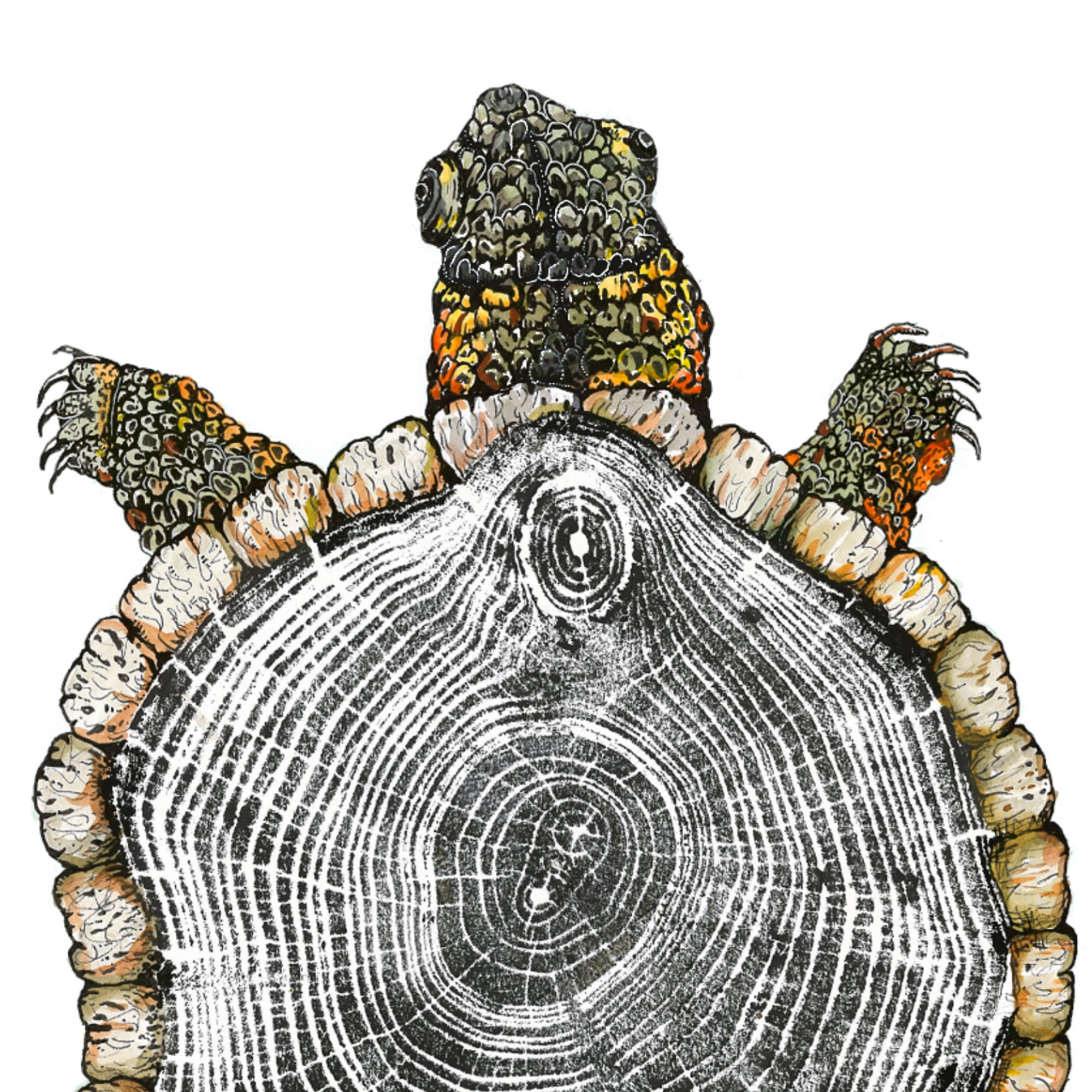 Wooden Turtle Print - Etsy