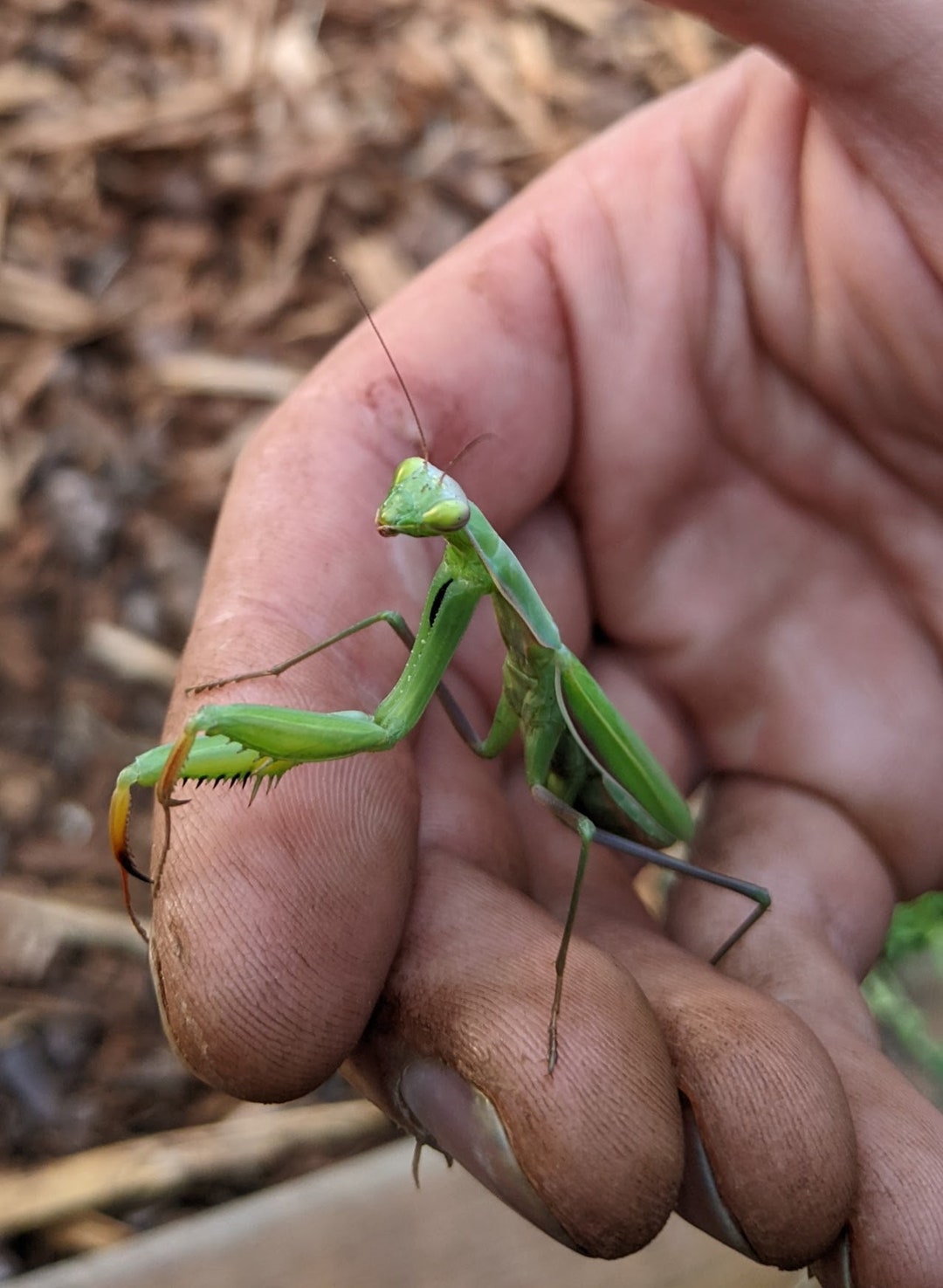 Triplet Brain Space Bugs - Etsy